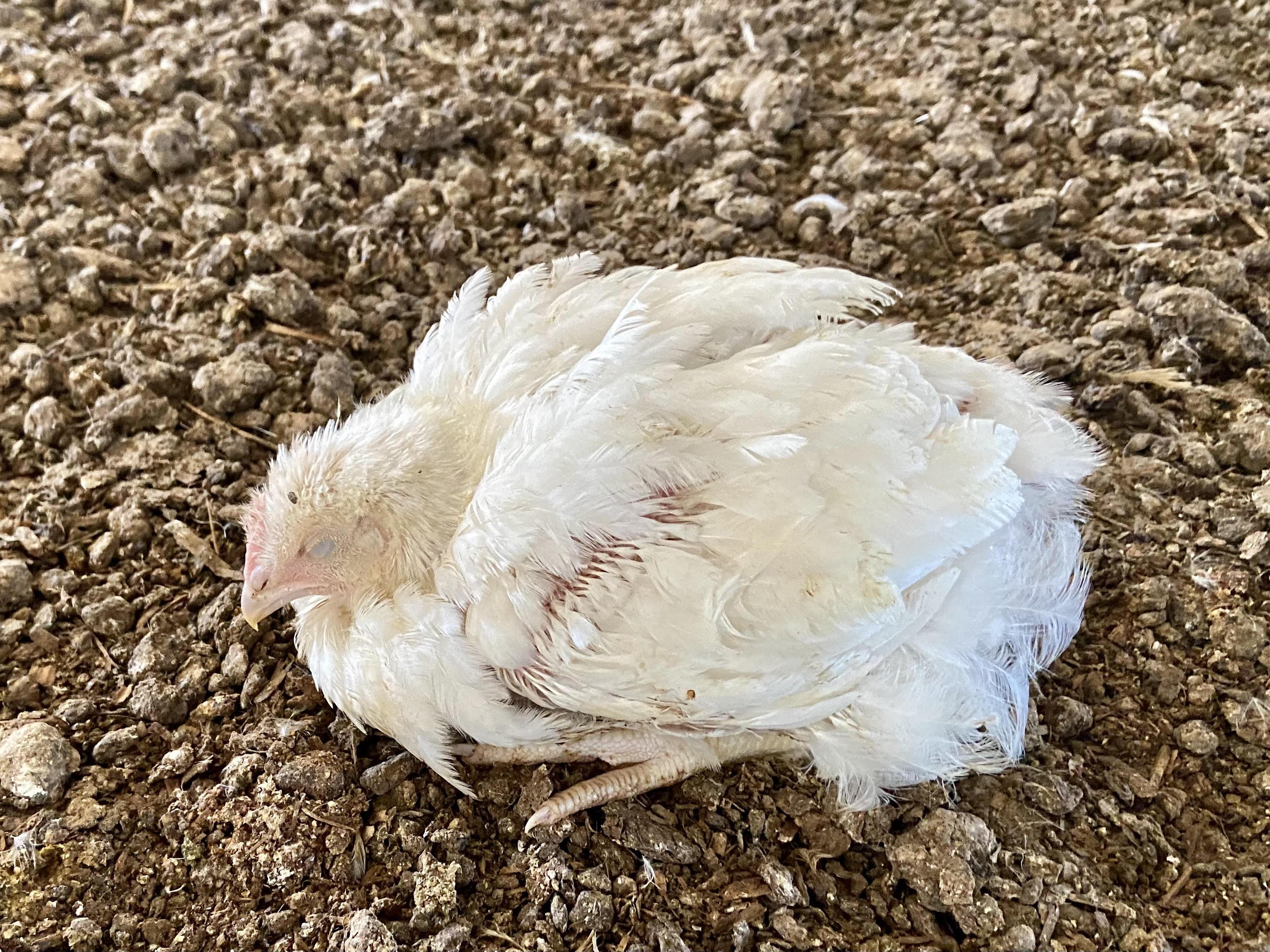 Redirecting to https://extension.umd.edu/programs/agriculture-food-systems/program-areas/animal ...